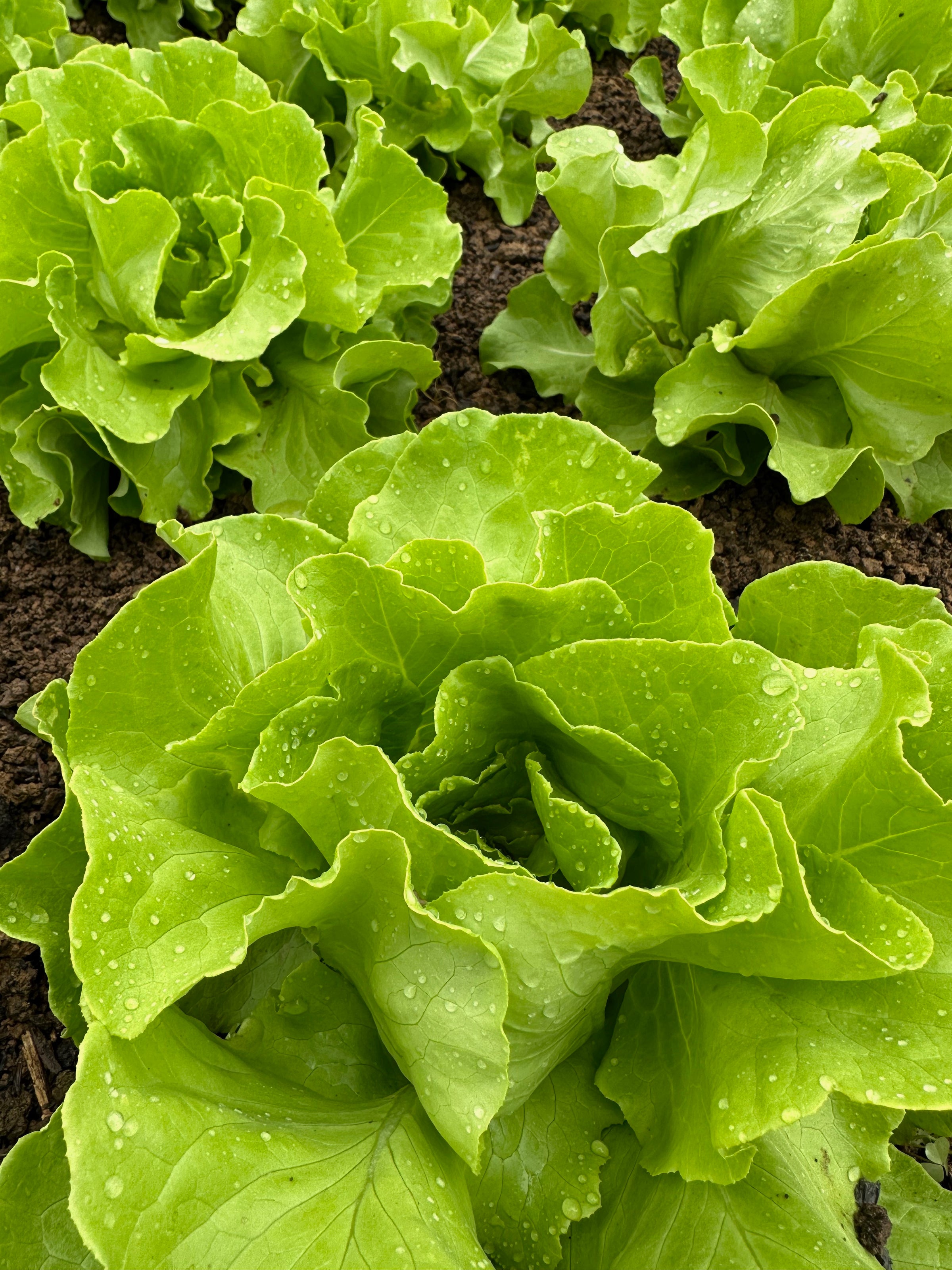 Home | Seven Seeds Farm NC
